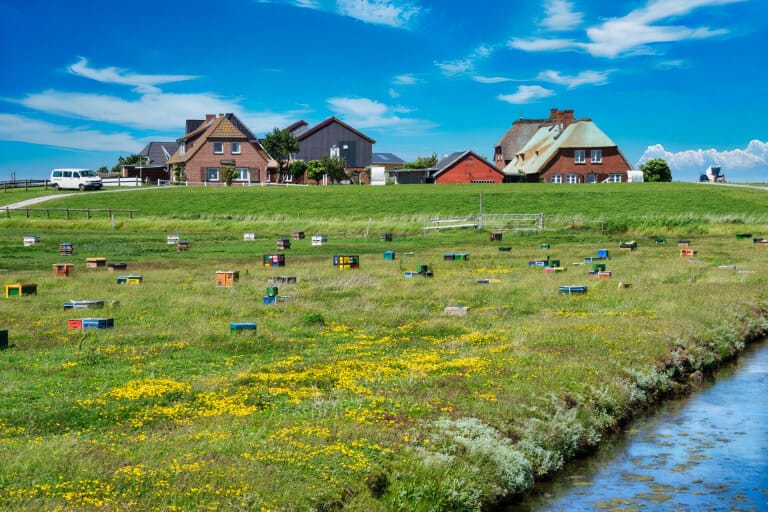 Hallig Habel: The smallest Hallig in the North Frisian Wadden Sea ...